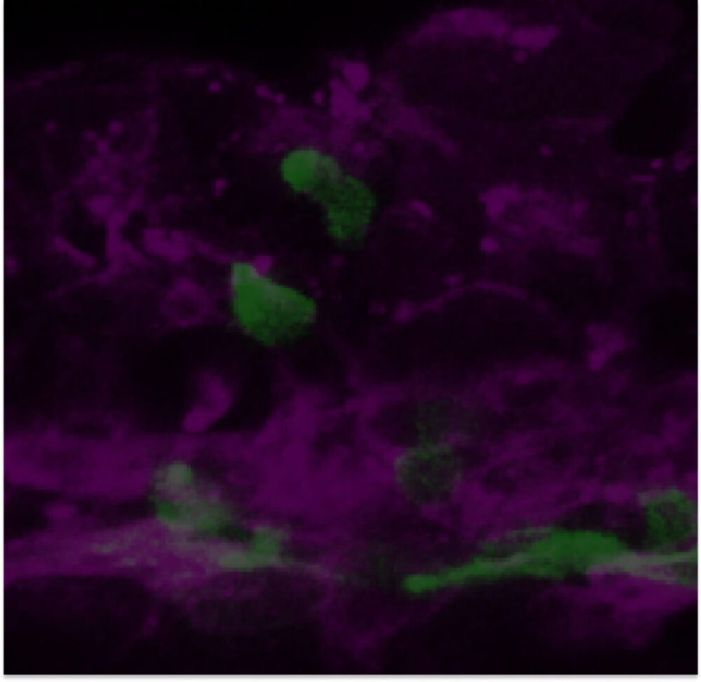 Grainger Laboratory - VAI