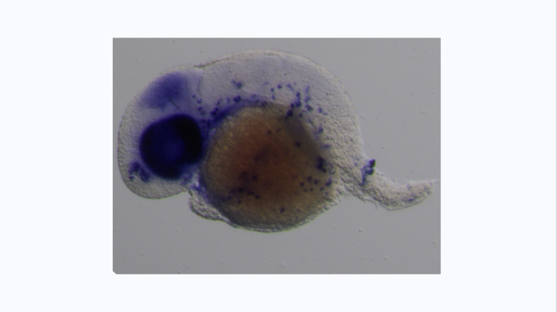 Stephanie Grainger Laboratory – Van Andel Institute